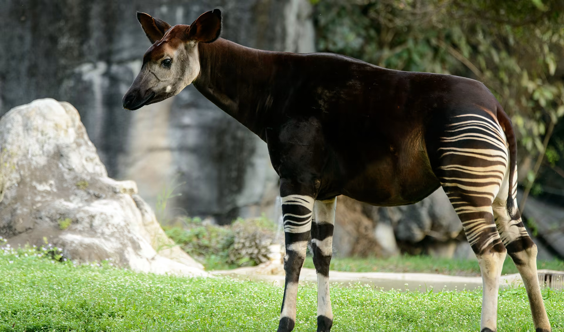 Why Celebrating World Okapi Day Matters: Unveiling the Importance of ...
